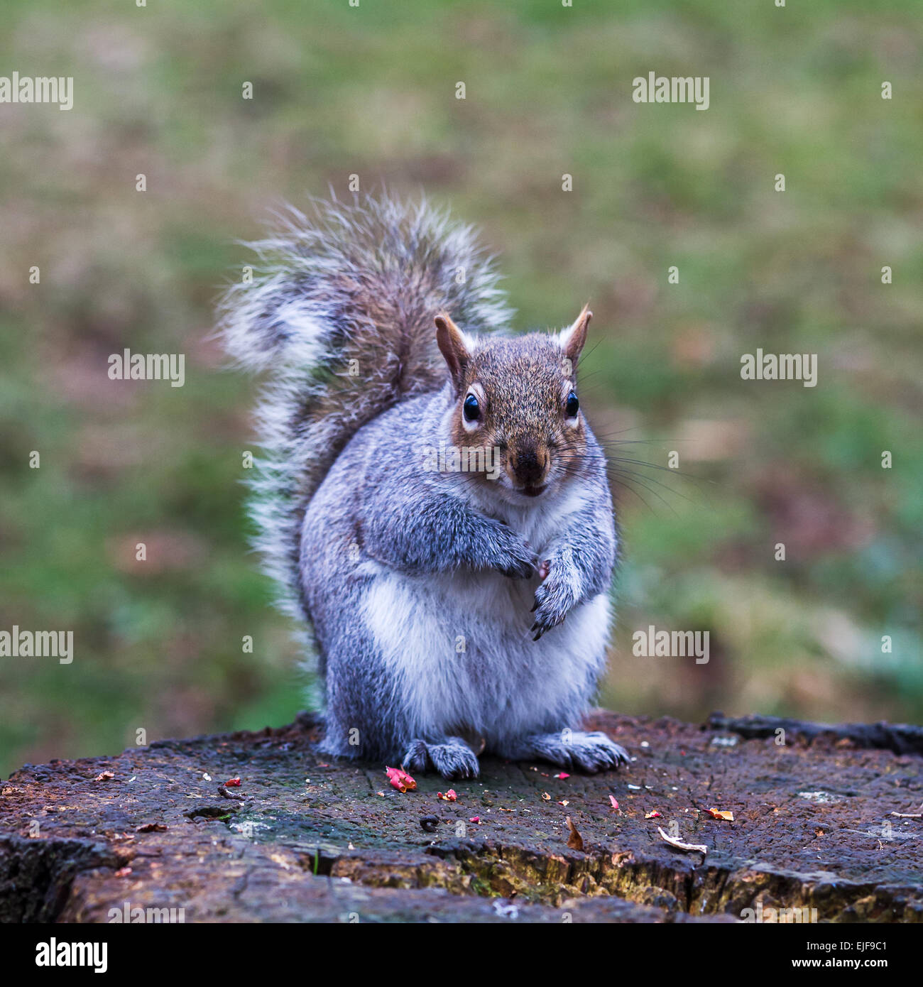 Grey squirrel standing up Stock Photo - Alamy