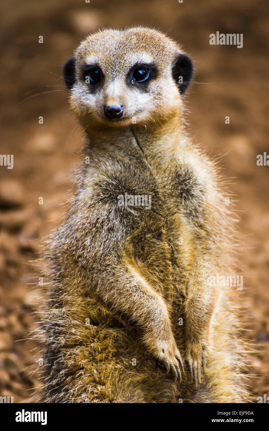 Meerkat on watch hi-res stock photography and images - Alamy