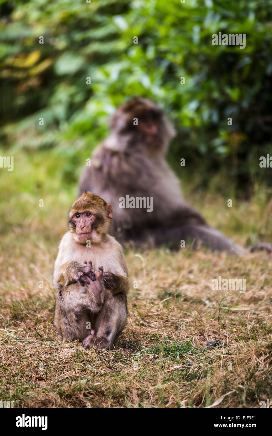 Barbary macaque scratching it's foot Stock Photo - Alamy