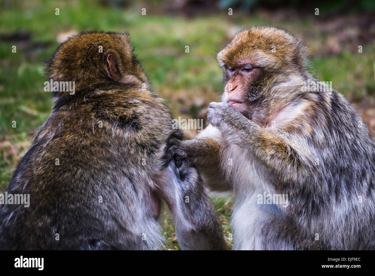 Barbary macaques grooming hi-res stock photography and images - Alamy