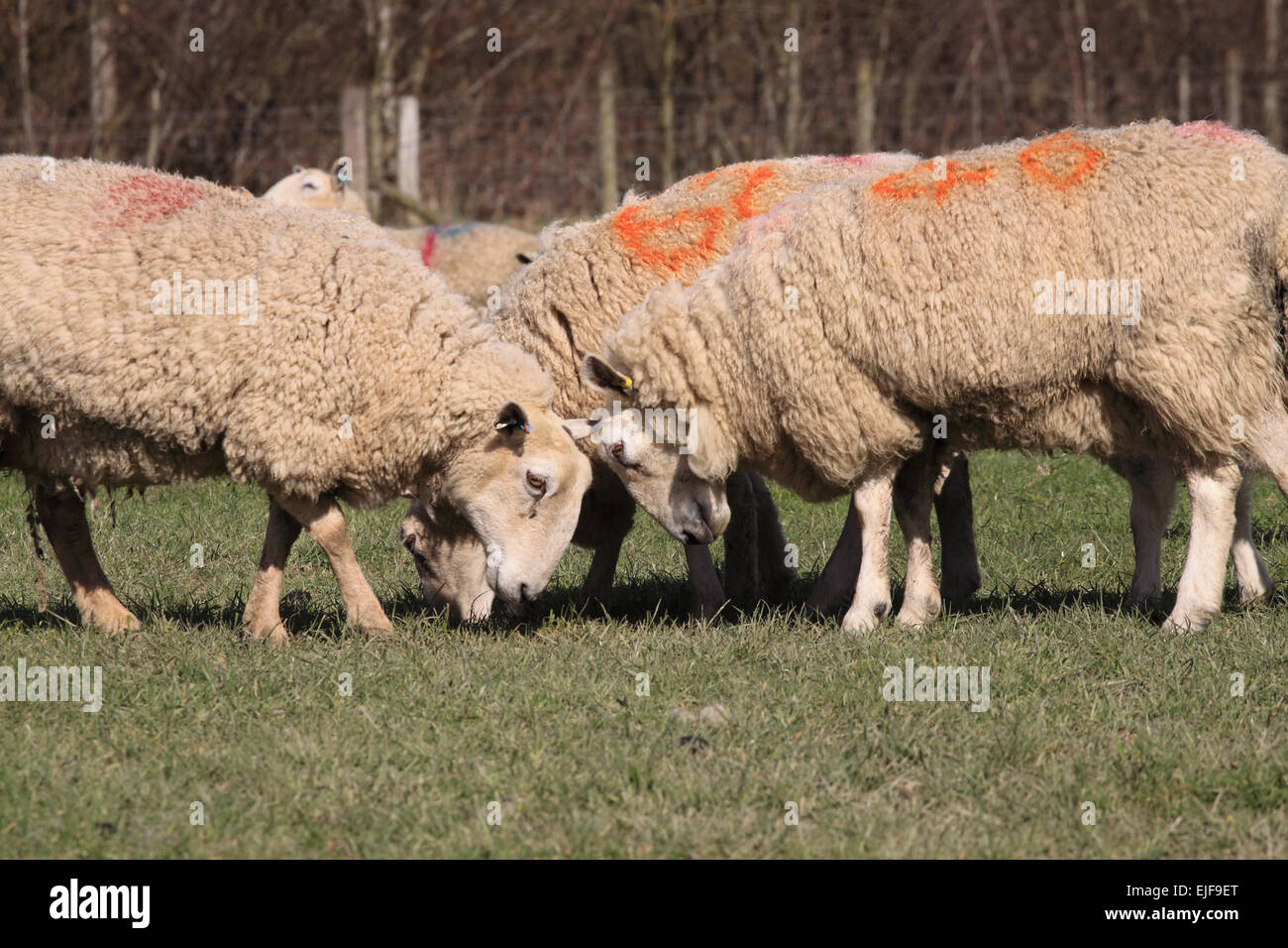 Ewe sheep headbutt each other in a grass farm field in Spring sunshine ...