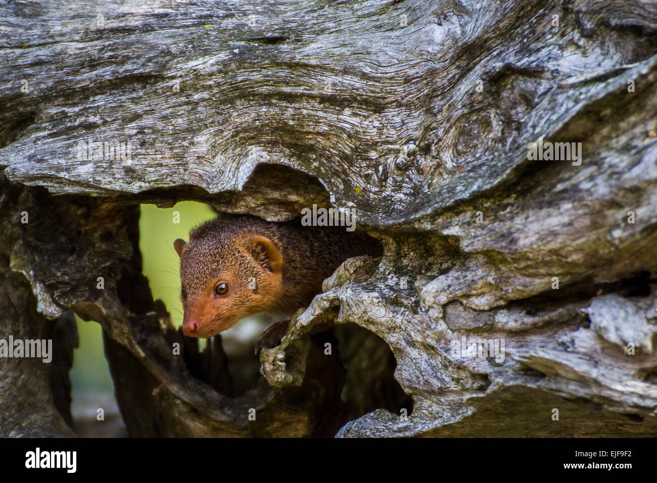 Mongoose nose hi-res stock photography and images - Alamy