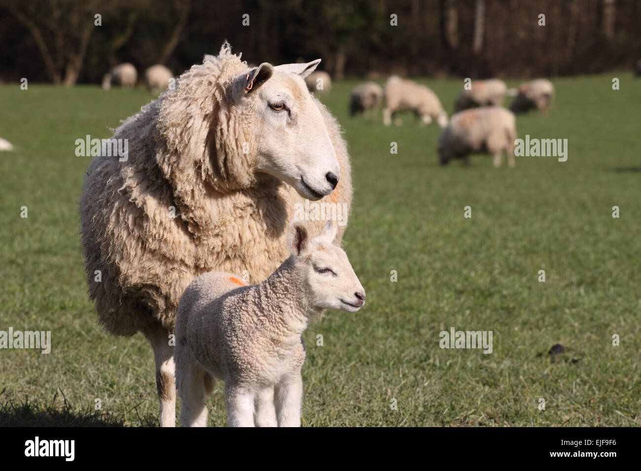 Sheep nuzzle lamb hi-res stock photography and images - Alamy
