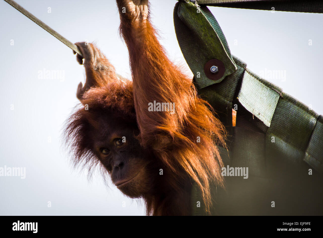 Hanging ape hi-res stock photography and images - Alamy