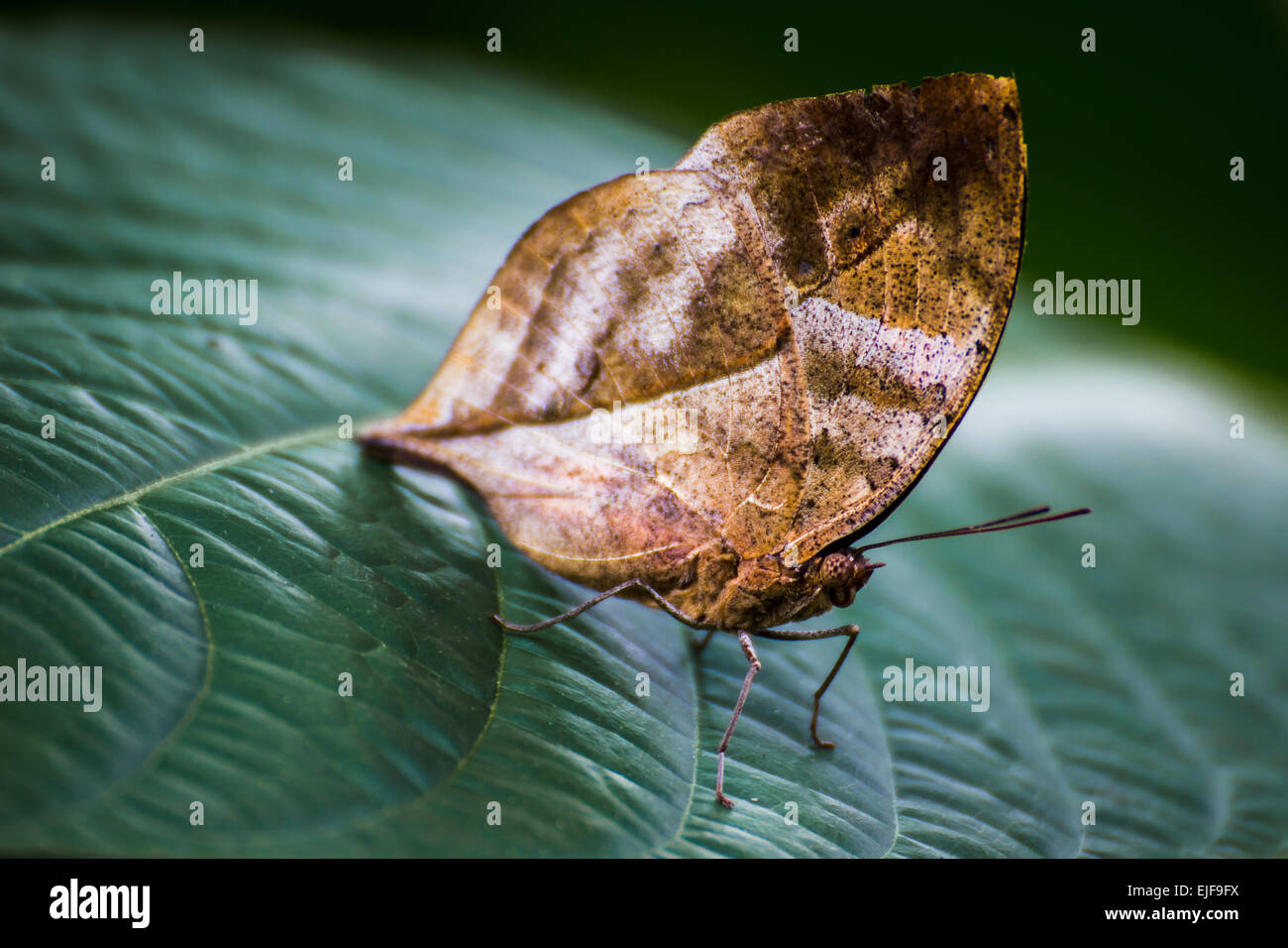 Indian Leafwing butterfly Stock Photo - Alamy