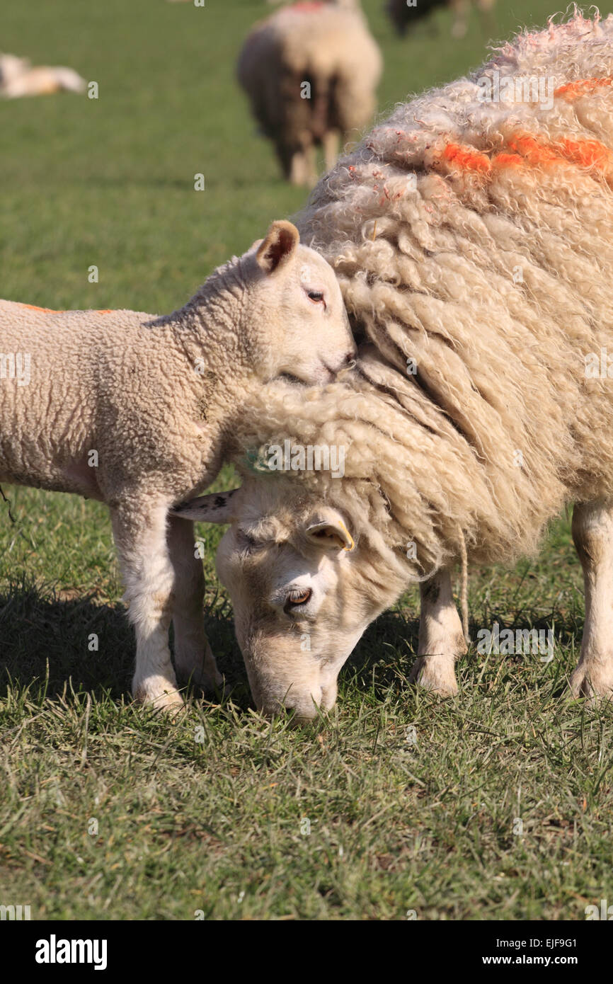 Lamb 2015 hi-res stock photography and images - Alamy