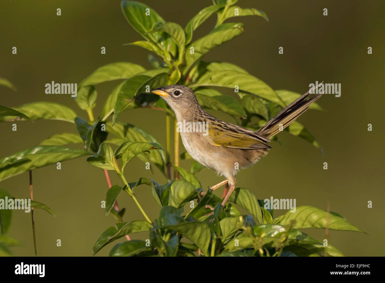 Wedge-tailed Grass Finch (Emberizoides herbicola) in Kuru Kururu ...