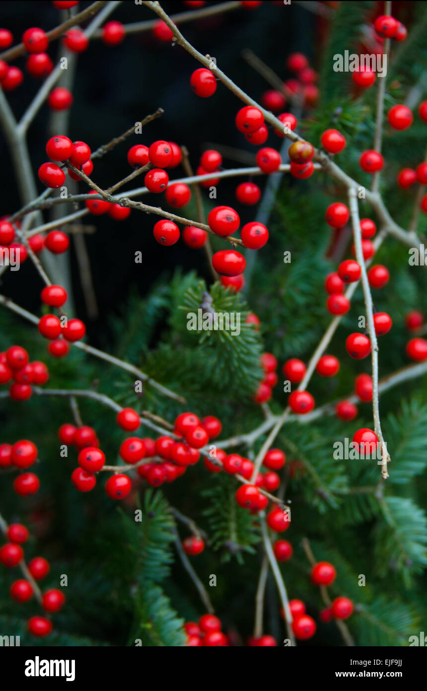 A Christmas arrangement pairs branches of red winterberries with spruce ...
