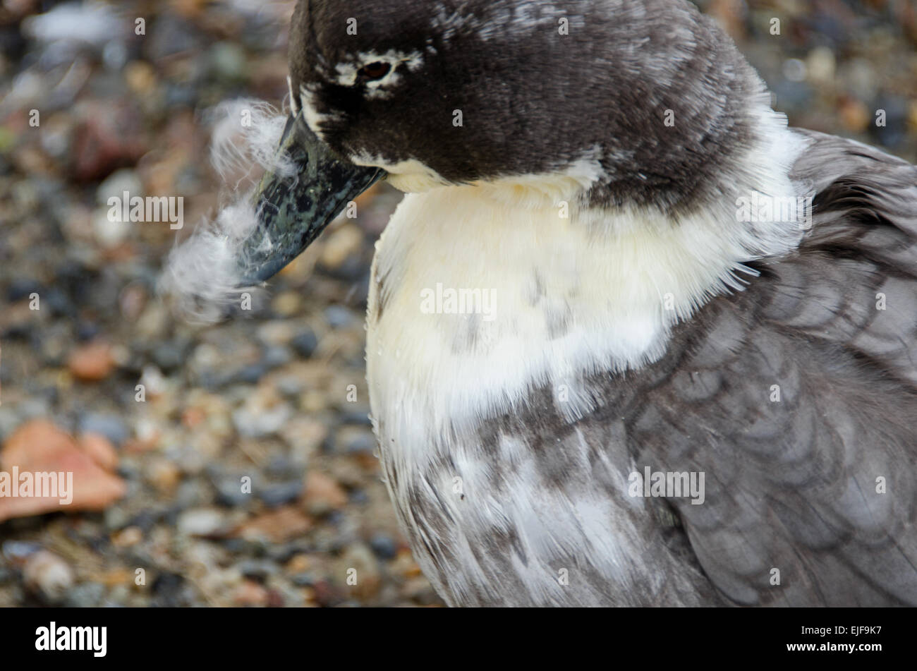 Splashed white swedish duck hi-res stock photography and images - Alamy