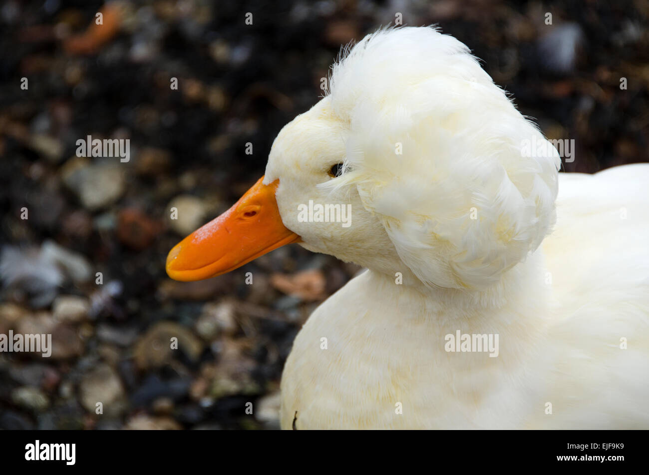 White crested duck hi-res stock photography and images - Alamy