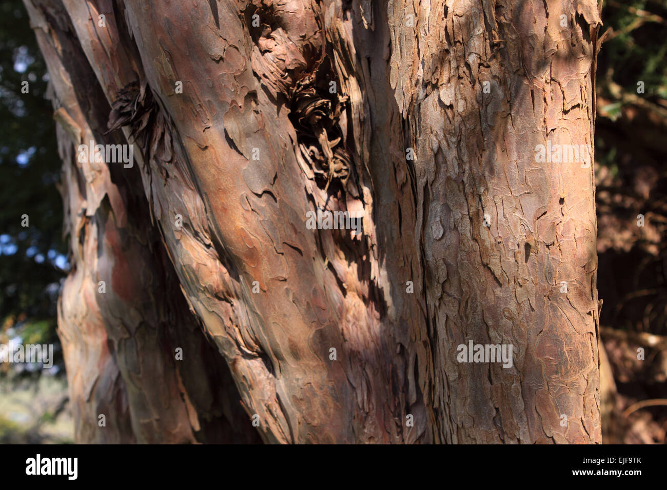 Yew tree wales hi-res stock photography and images - Alamy