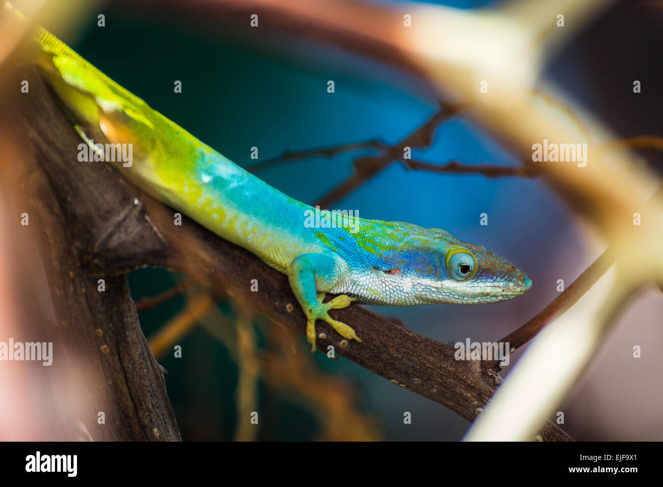 Blue Anole Lizard High Resolution Stock Photography and Images - Alamy