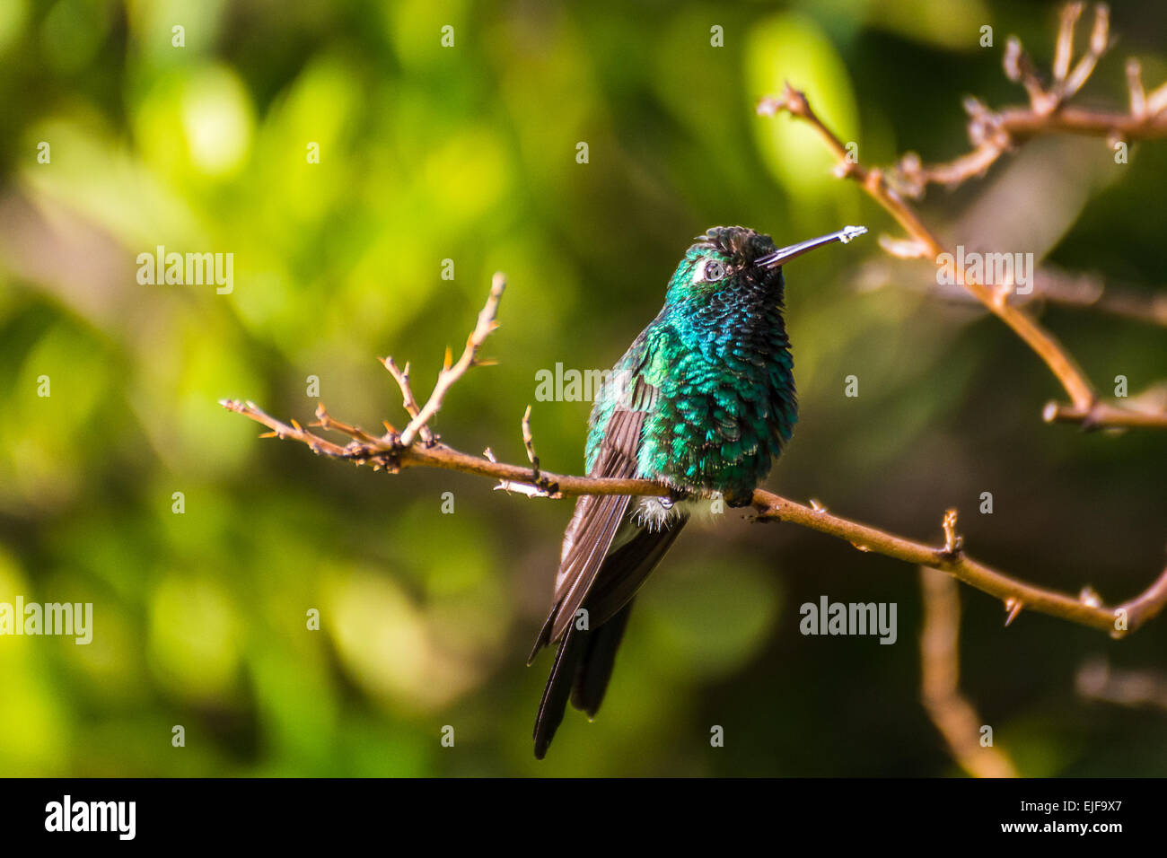 Coco Bird High Resolution Stock Photography and Images - Alamy
