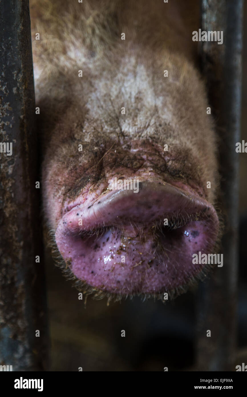 Poking nose hi-res stock photography and images - Alamy