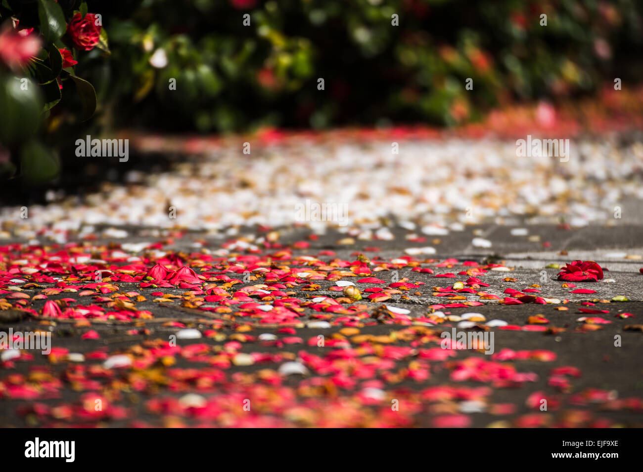 Flower petals on the ground Stock Photo - Alamy