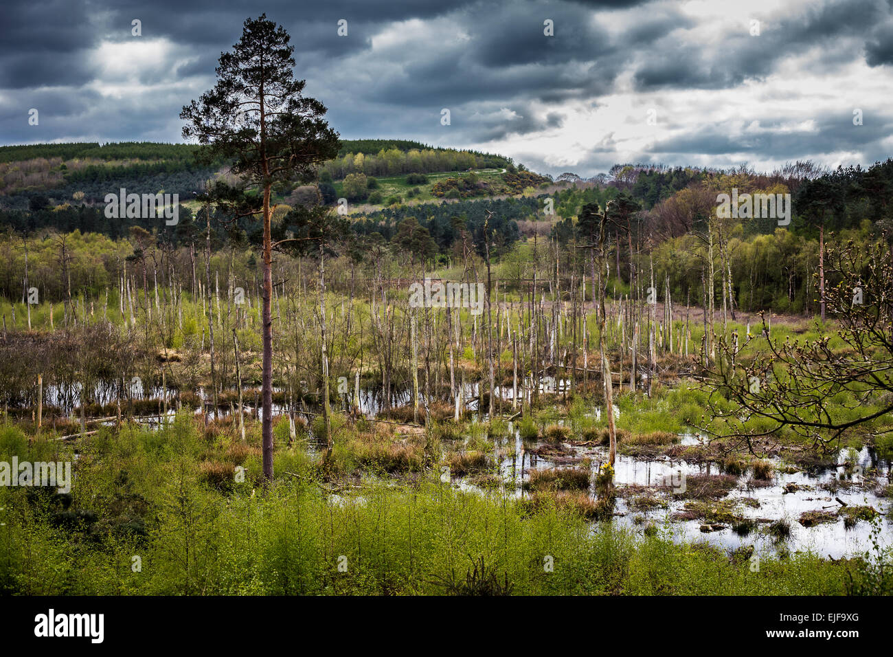 Delamere forest hi-res stock photography and images - Alamy