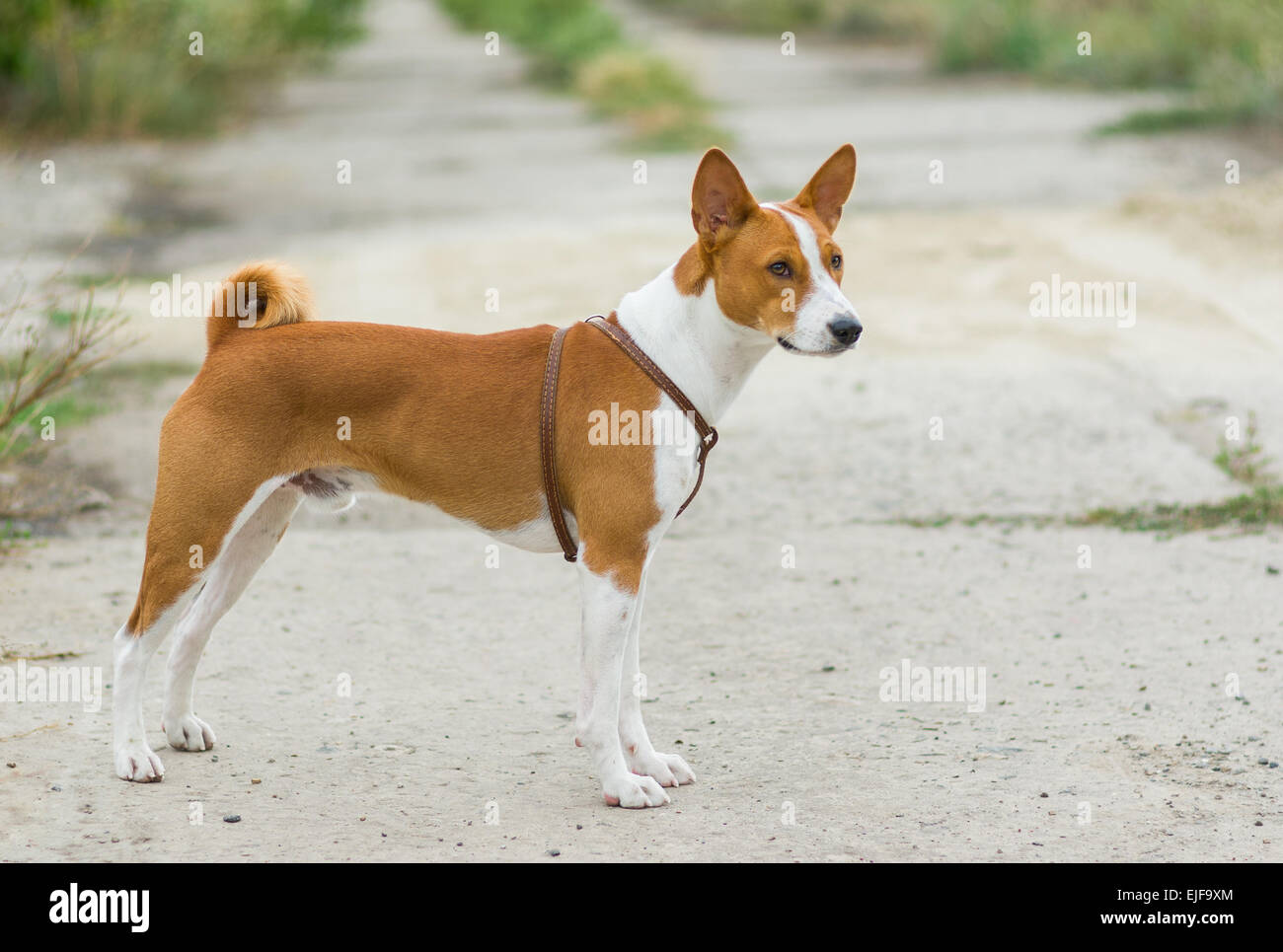Full body portrait of Basenji dog Stock Photo - Alamy