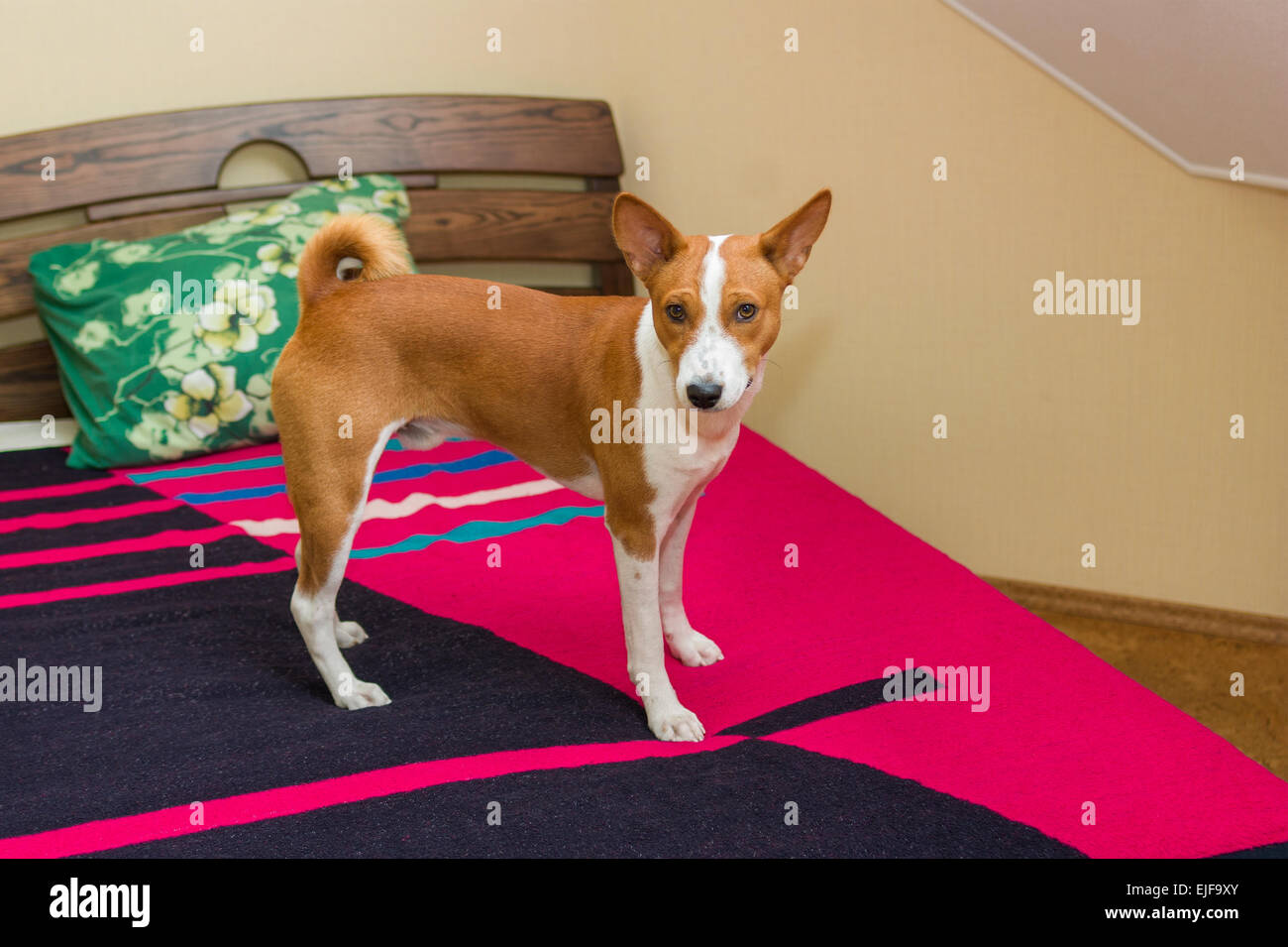Cute basenji dog on a bed Stock Photo - Alamy
