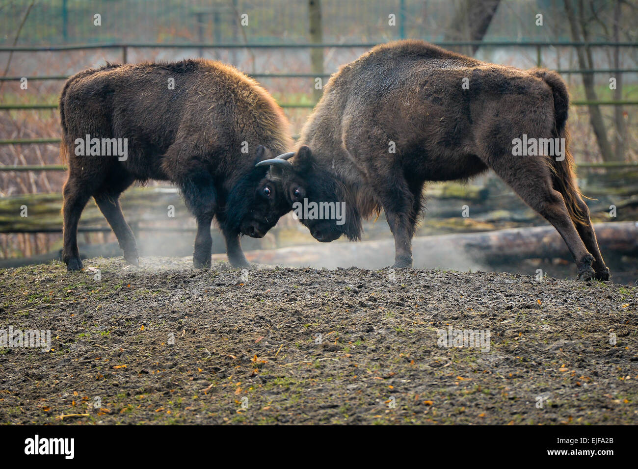 Auroch Game Of Thrones