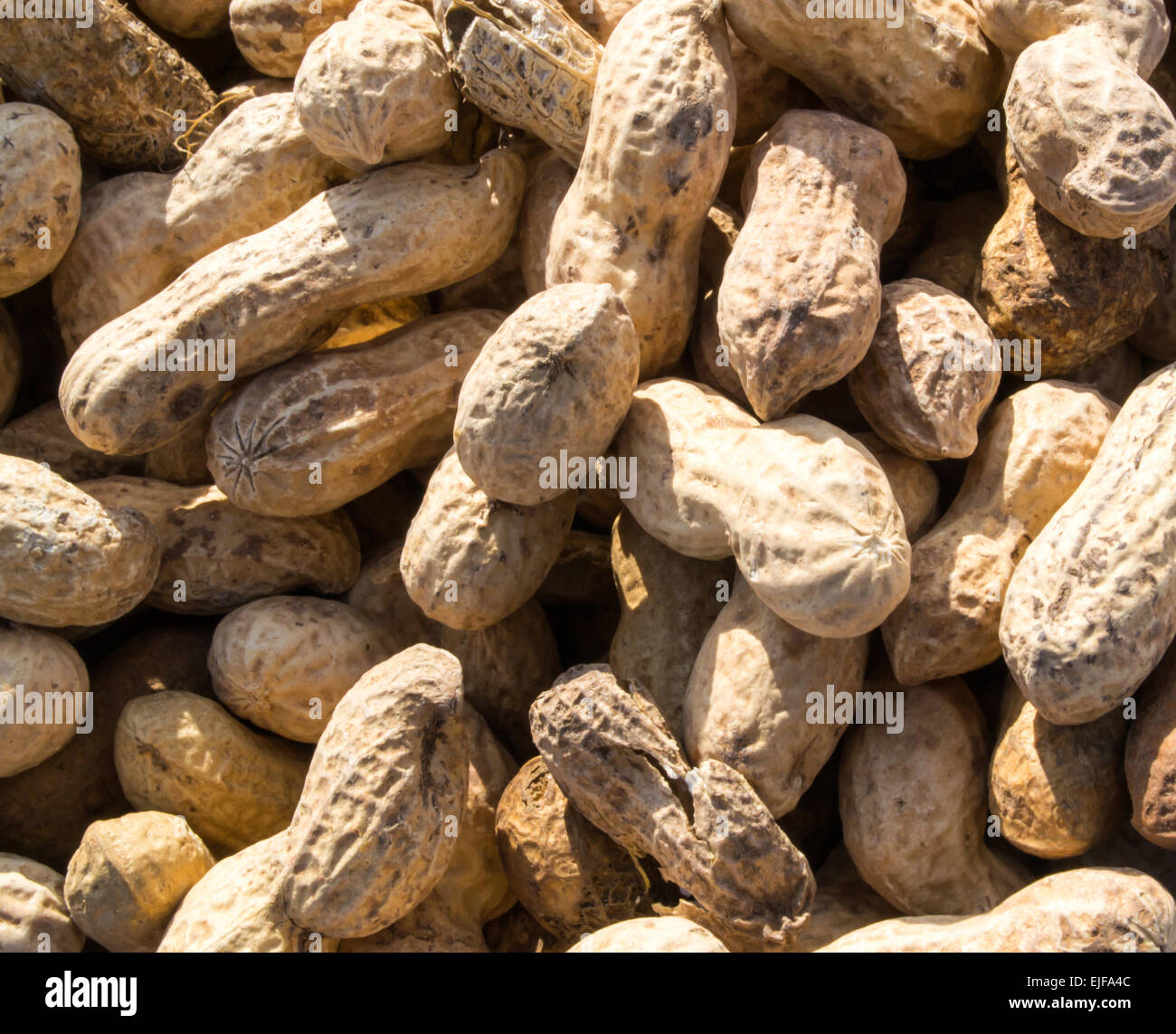 Monkey eating peanuts hi-res stock photography and images - Alamy