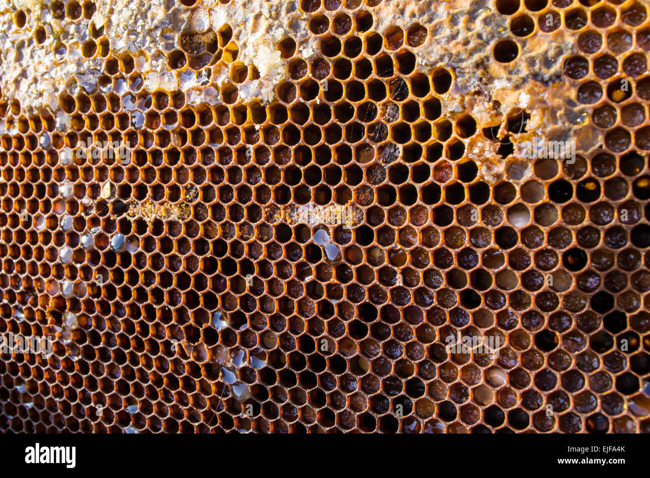 Honeycomb bee honey hi-res stock photography and images - Alamy