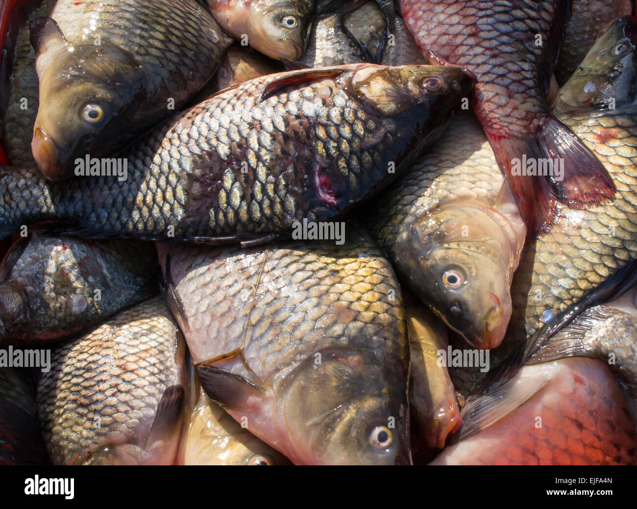 Bloody fish hi-res stock photography and images - Alamy