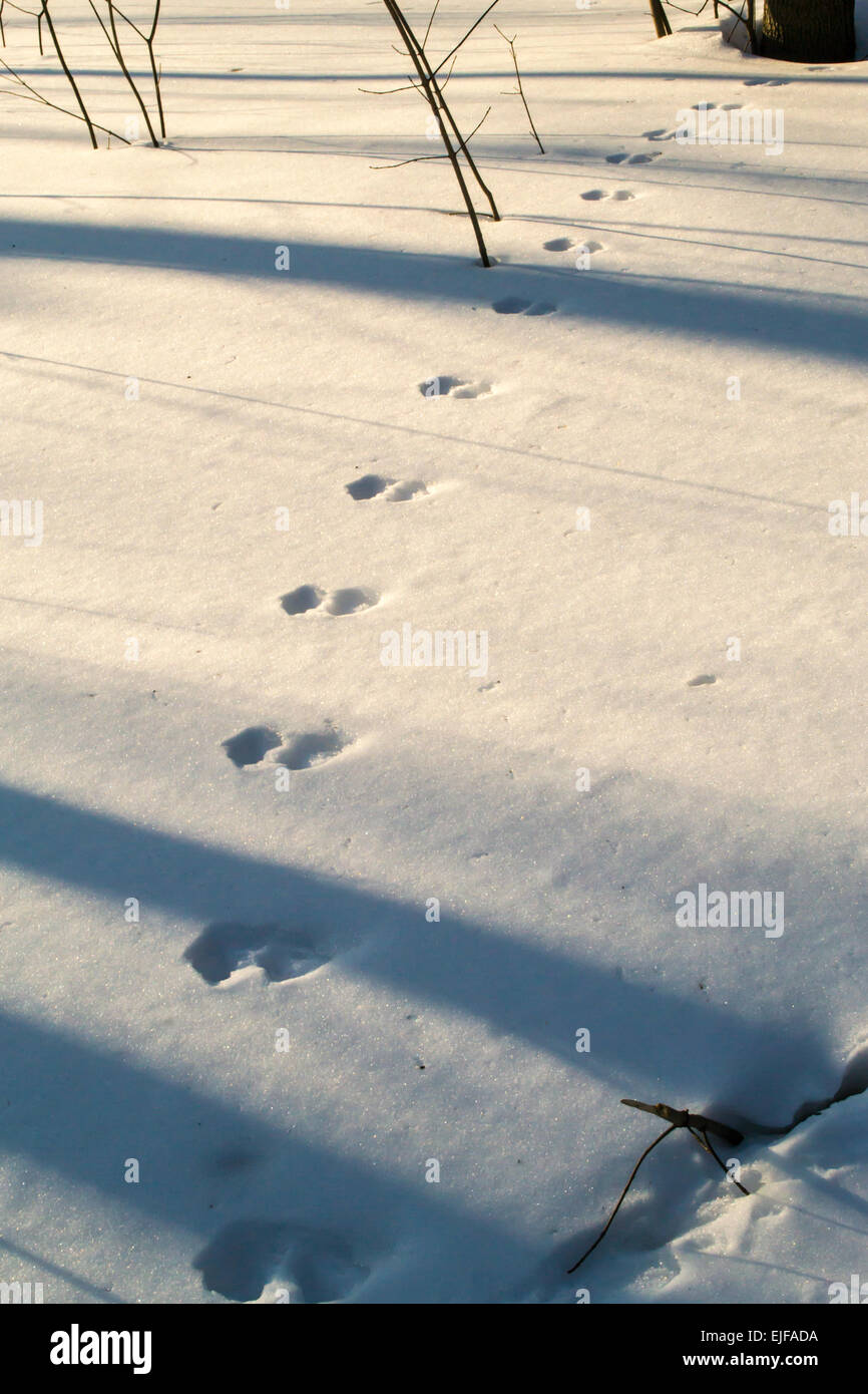Rabbit tracks in snow hi-res stock photography and images - Alamy