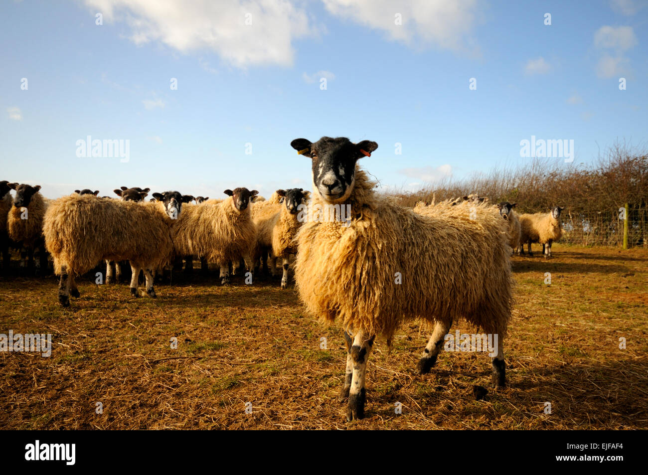 Sheep (Ovis Aries) grouped together waiting to be fed in field Stock ...
