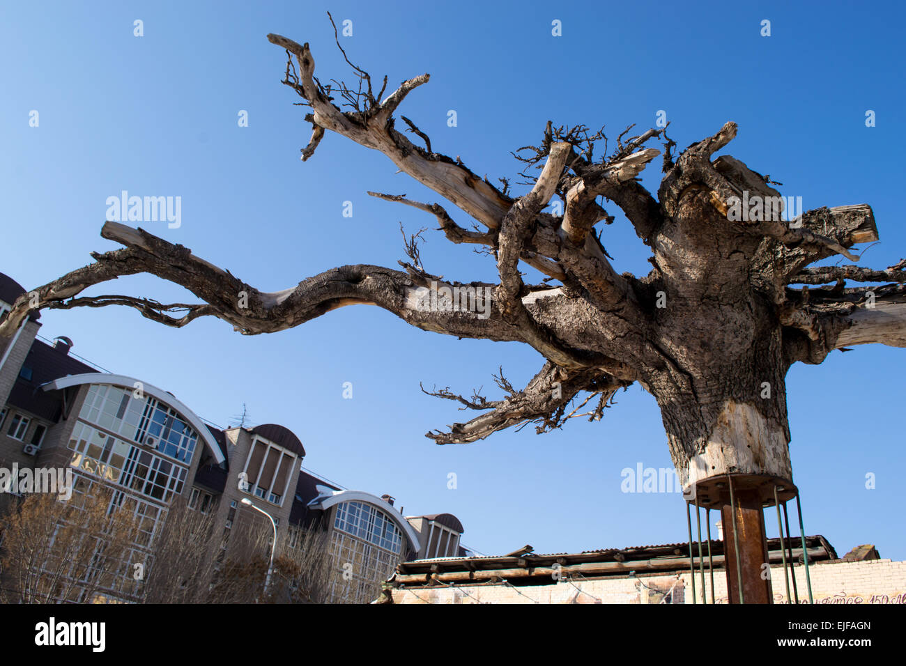 An old tree root upside down installation against a blue sky Stock ...