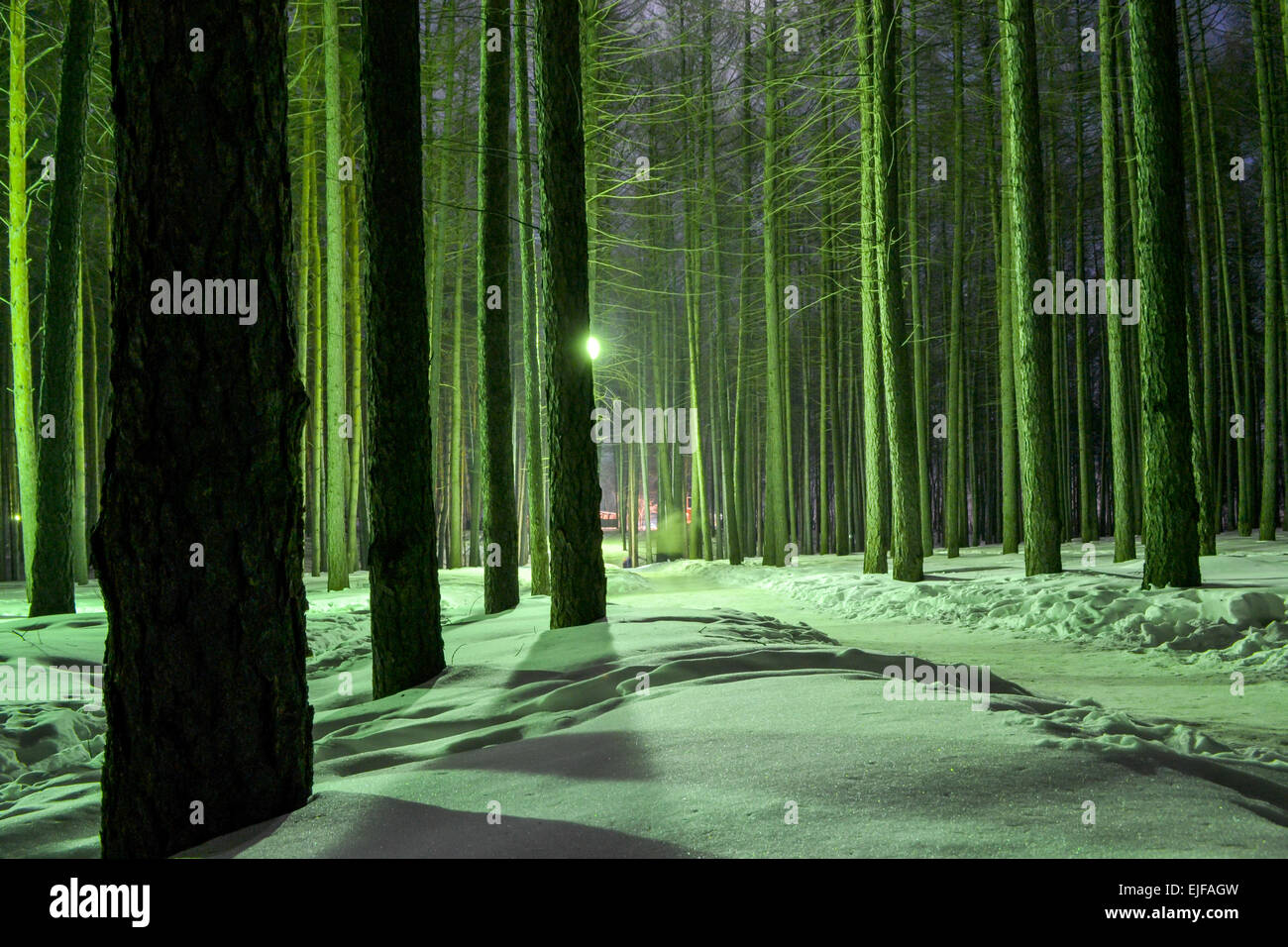 Forest floor night hi-res stock photography and images - Alamy