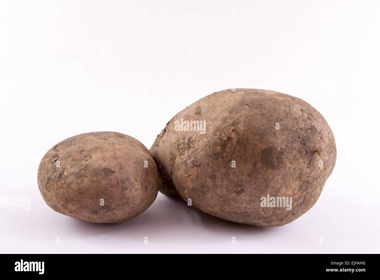 Two potatoes with dirt and mud fresh from the garden on a white ...