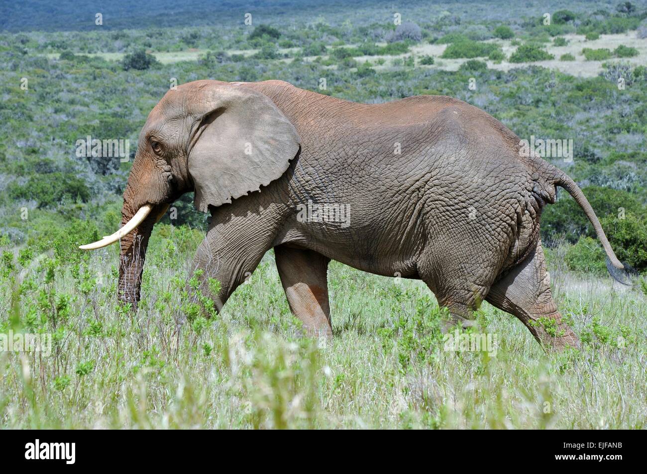 Elephant in motion Stock Photo - Alamy
