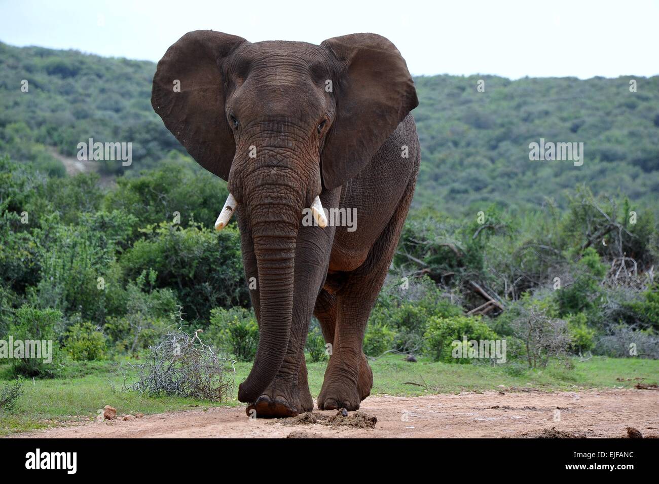 Am elephant hi-res stock photography and images - Alamy