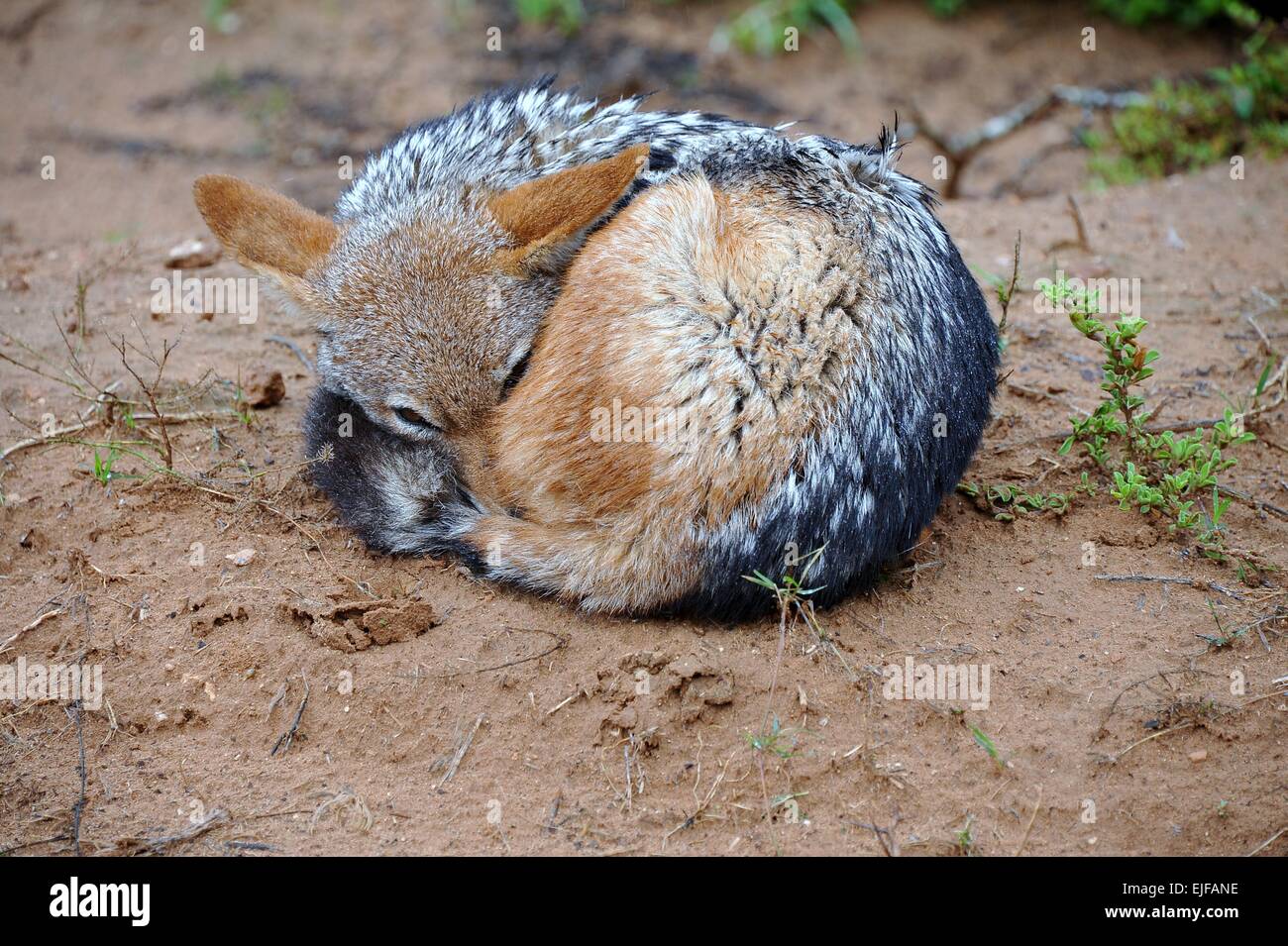 The silver-backed jackal Stock Photo - Alamy