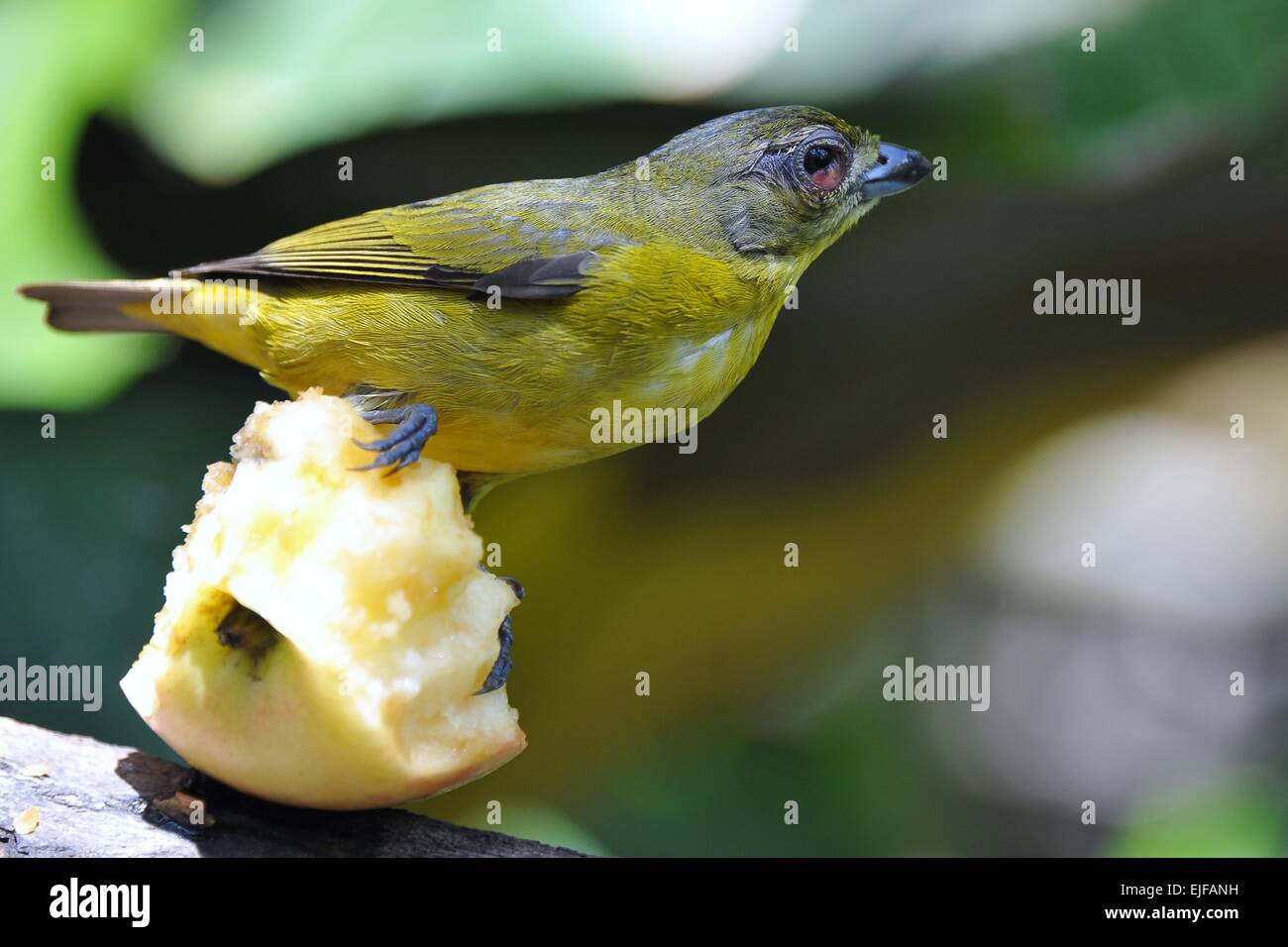 Bird and apple Stock Photo - Alamy