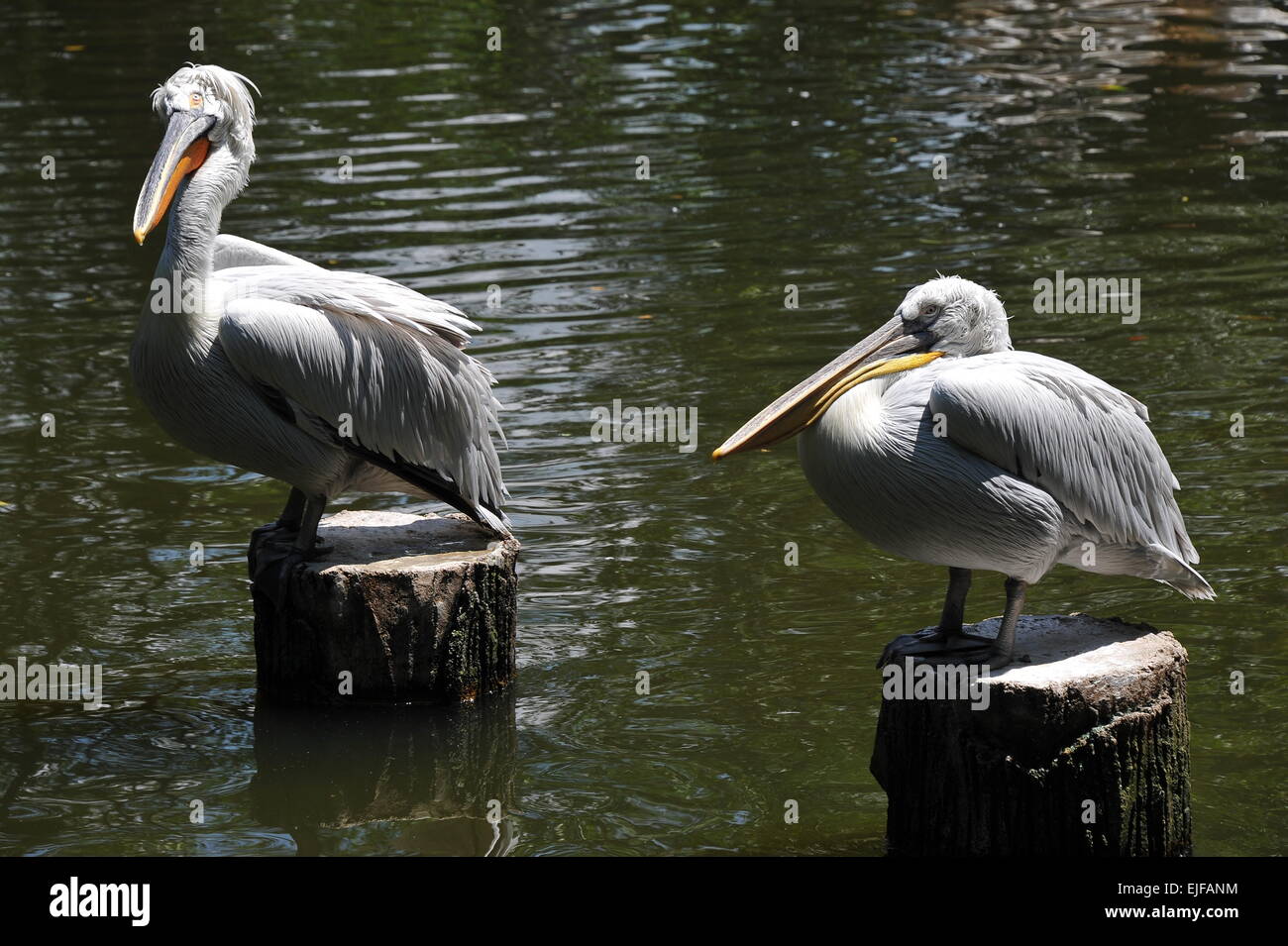 Pelicans on their perches Stock Photo - Alamy