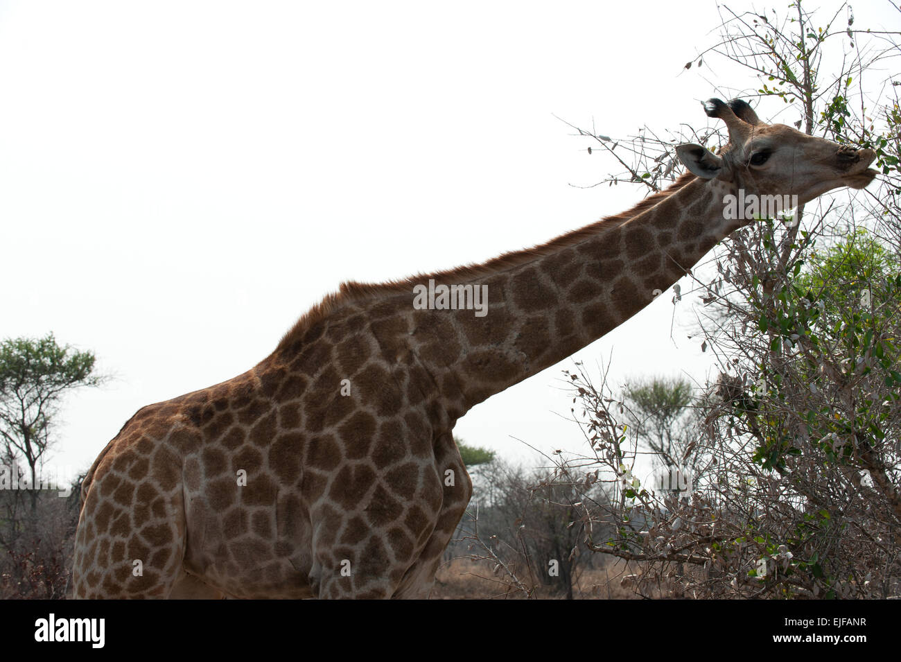 Giraffe reaching the highest branches Stock Photo - Alamy