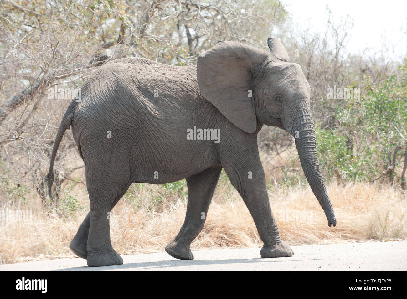 Elephant trumpet hi-res stock photography and images - Alamy