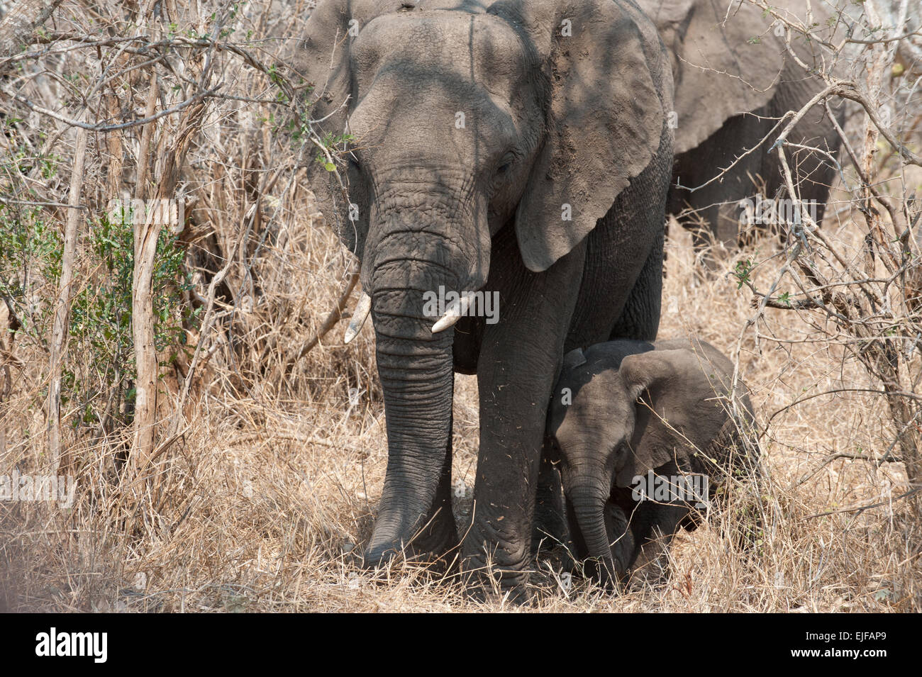 Matriarch Elephant and her Calf Stock Photo - Alamy