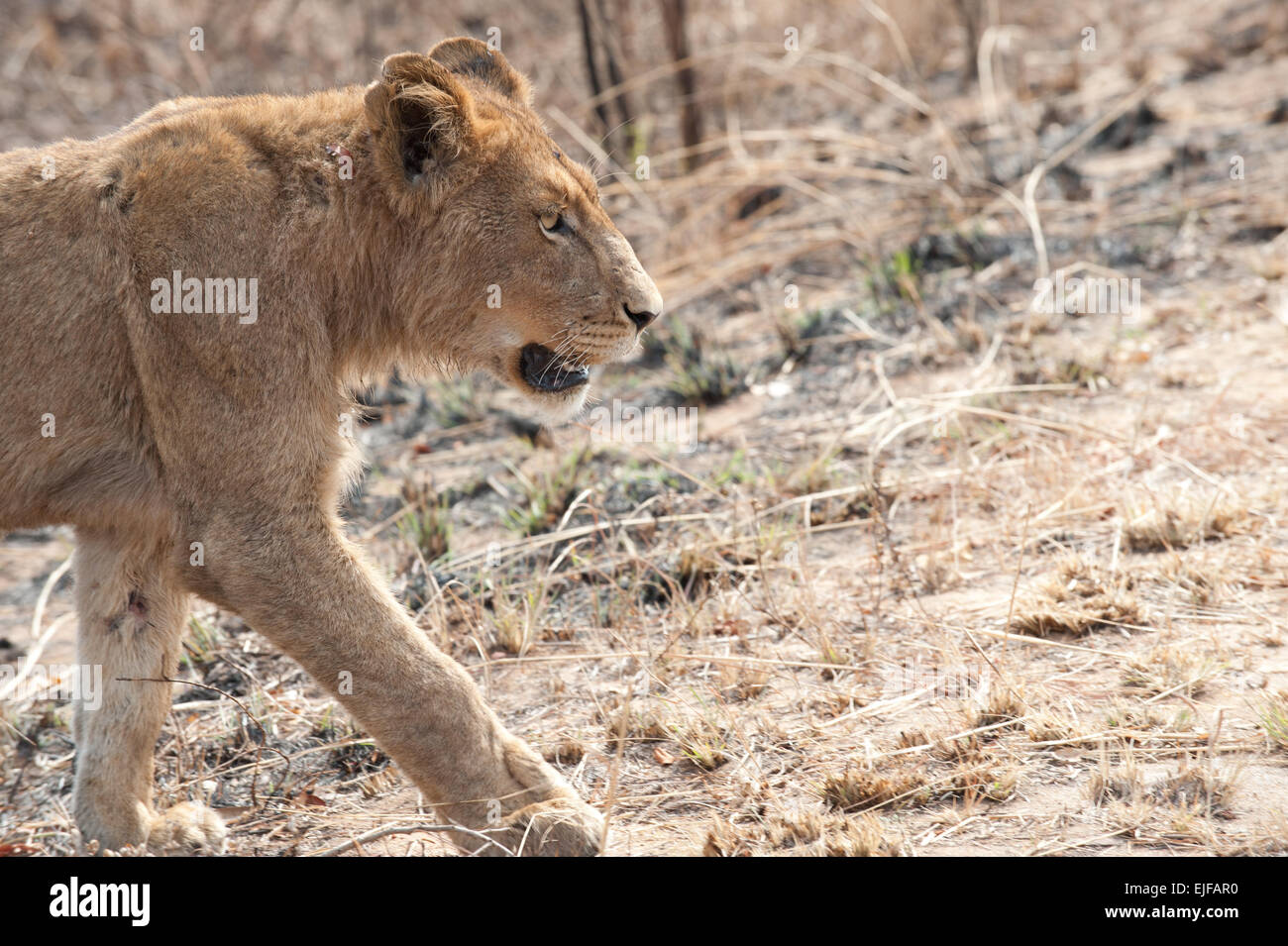 Hunt lioness hi-res stock photography and images - Alamy