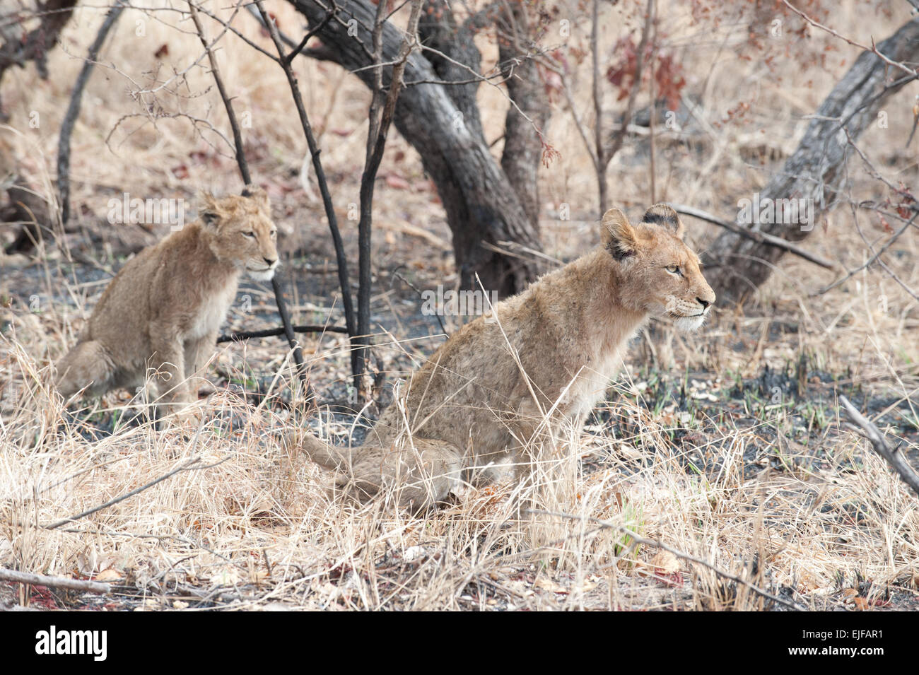 Lion hunt for food hi-res stock photography and images - Alamy