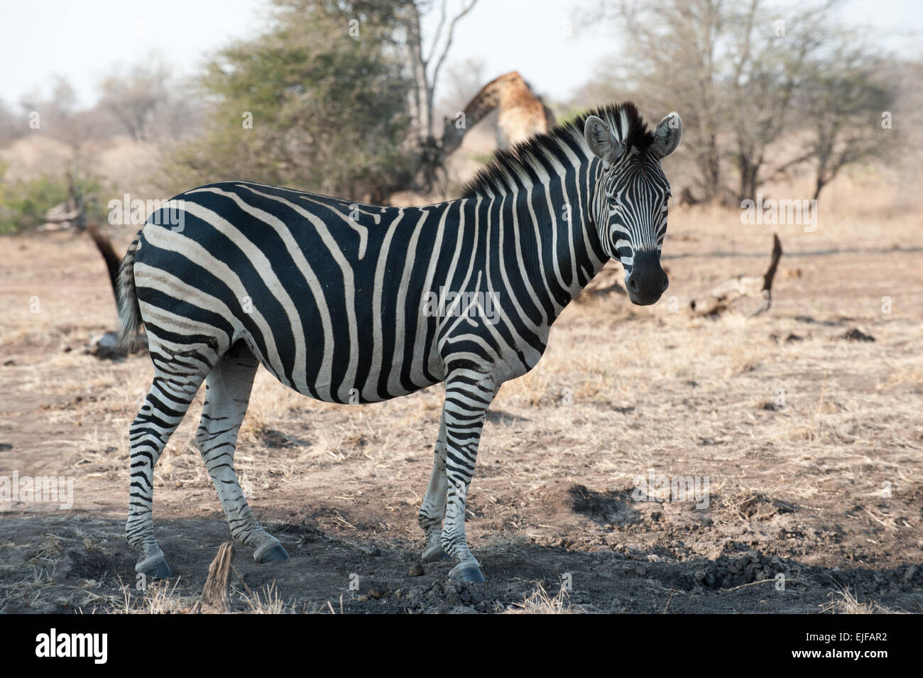 Zebra and Giraffe Stock Photo - Alamy