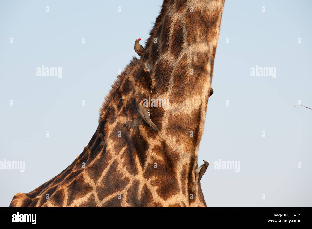 Giraffe and birds Stock Photo - Alamy