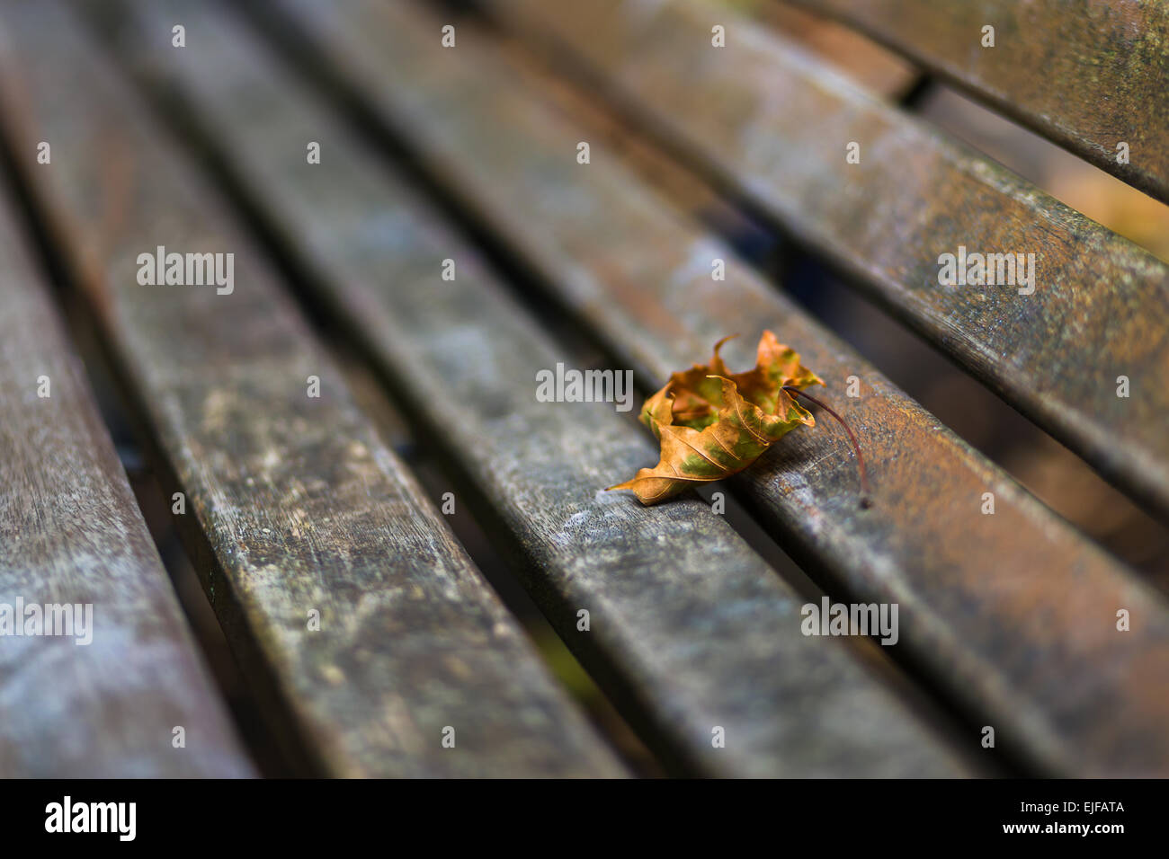 Dead leave hi-res stock photography and images - Alamy