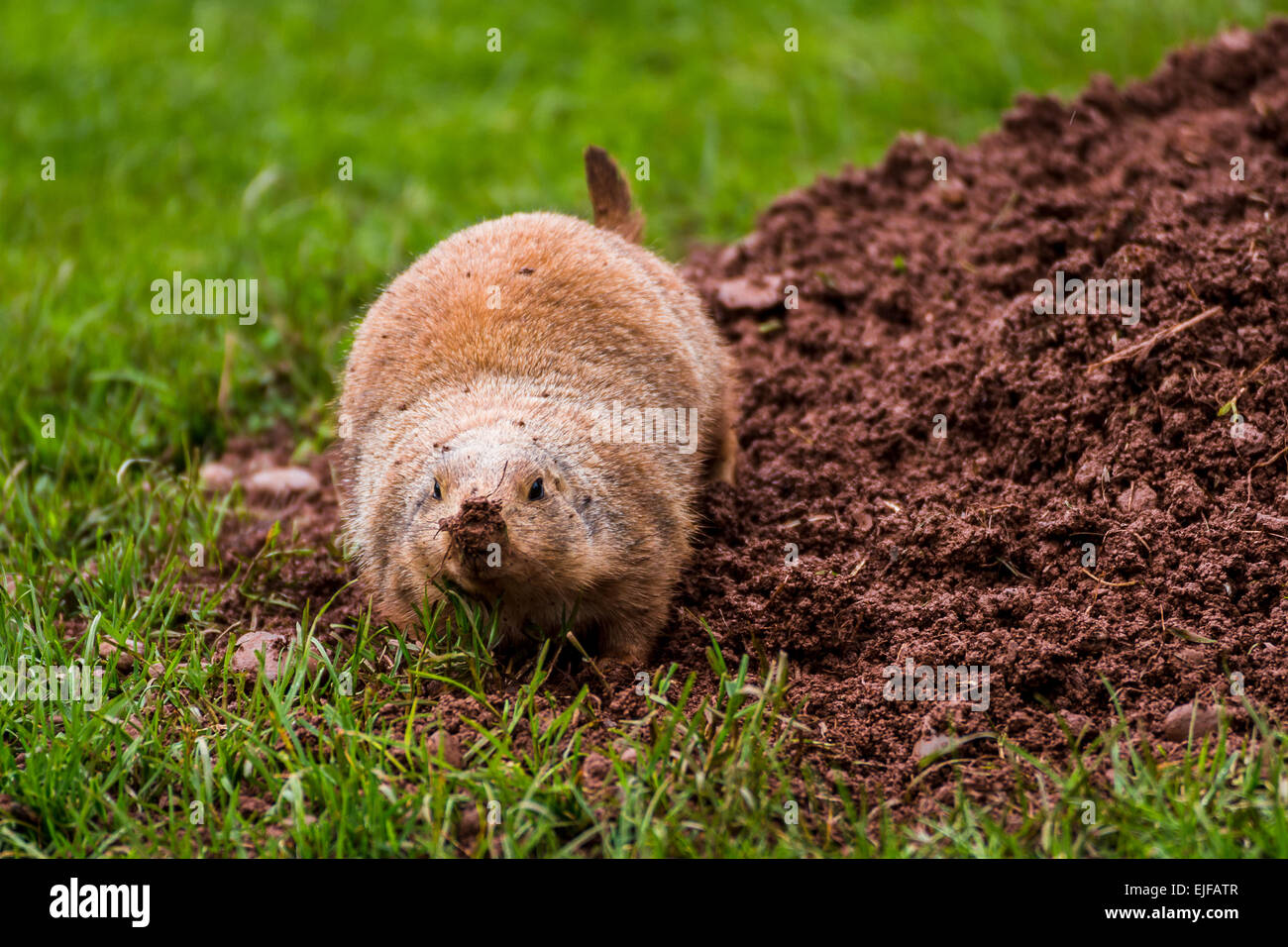 Prairie marmot digging Stock Photo - Alamy