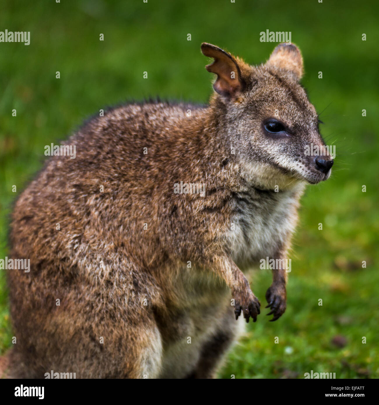 Portrait of a Wallaby Stock Photo - Alamy