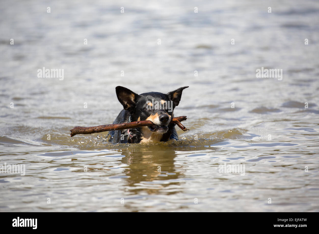 Dog playing fetch Stock Photo - Alamy