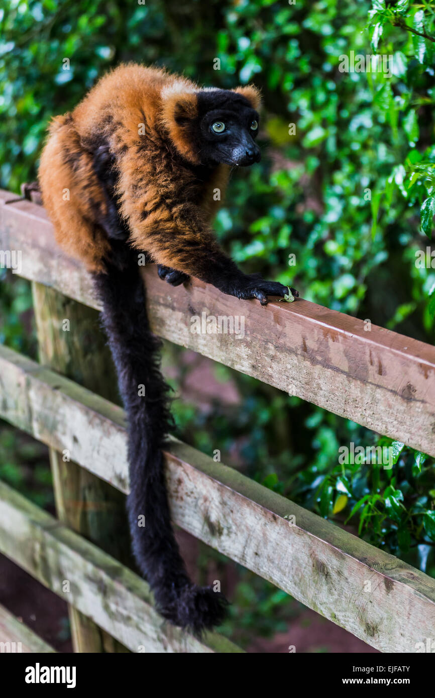Lemur Walk High Resolution Stock Photography and Images - Alamy
