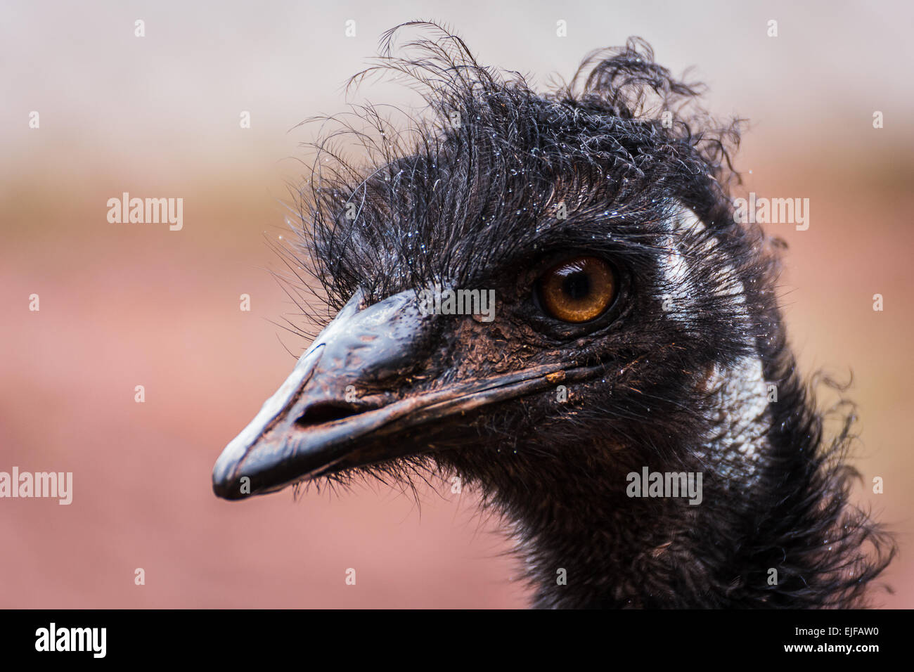 Emu in the rain Stock Photo - Alamy