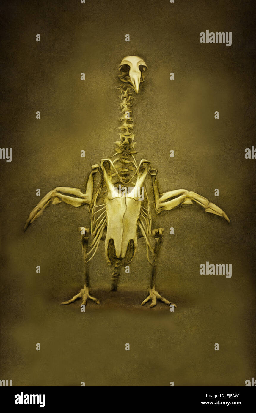 Penguin skeleton hi-res stock photography and images - Alamy